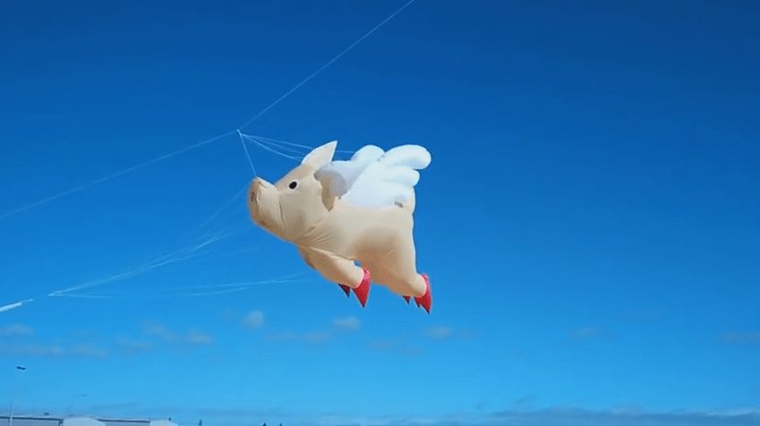 When Pigs Fly. Simon’s Latest Creation - Peter Lynn Kites